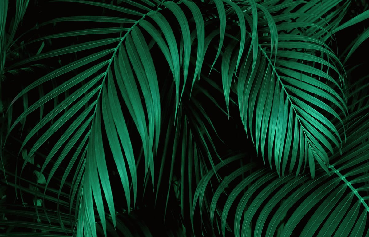 Fonts for Plant Stores